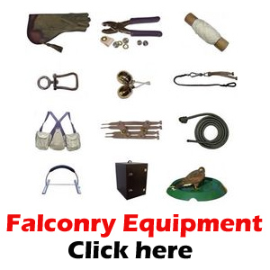 Falconry Equipment & Hunting Equipment | High Quality Wholesale ...